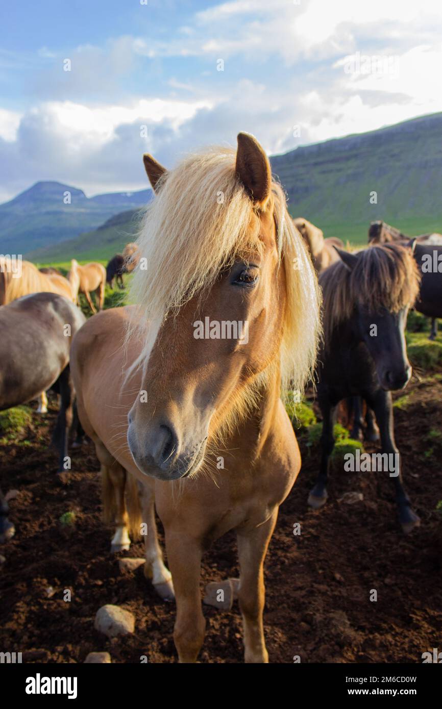 Berg horse farm hi-res stock photography and images - Alamy
