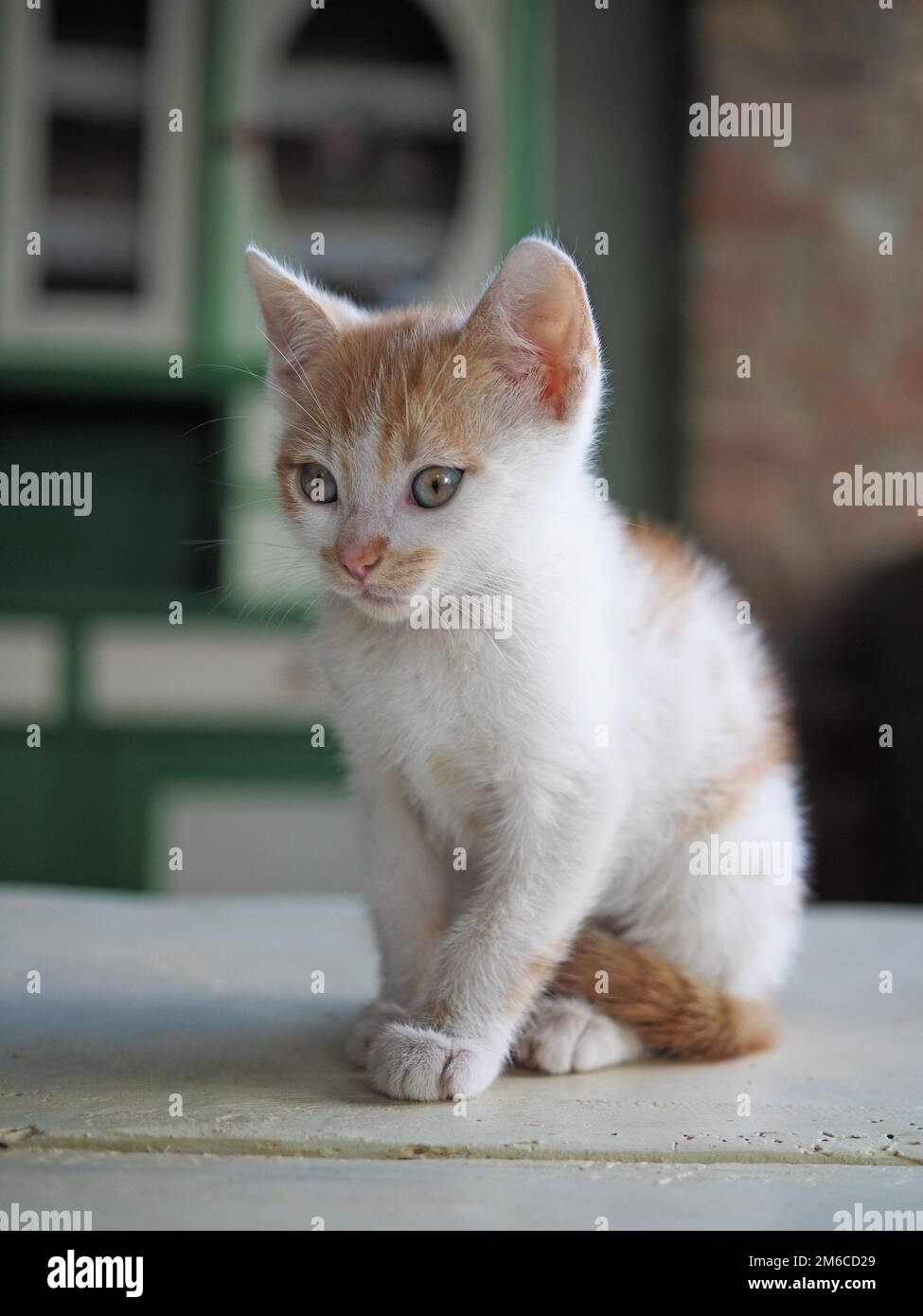 Little kitten hi-res stock photography and images - Alamy