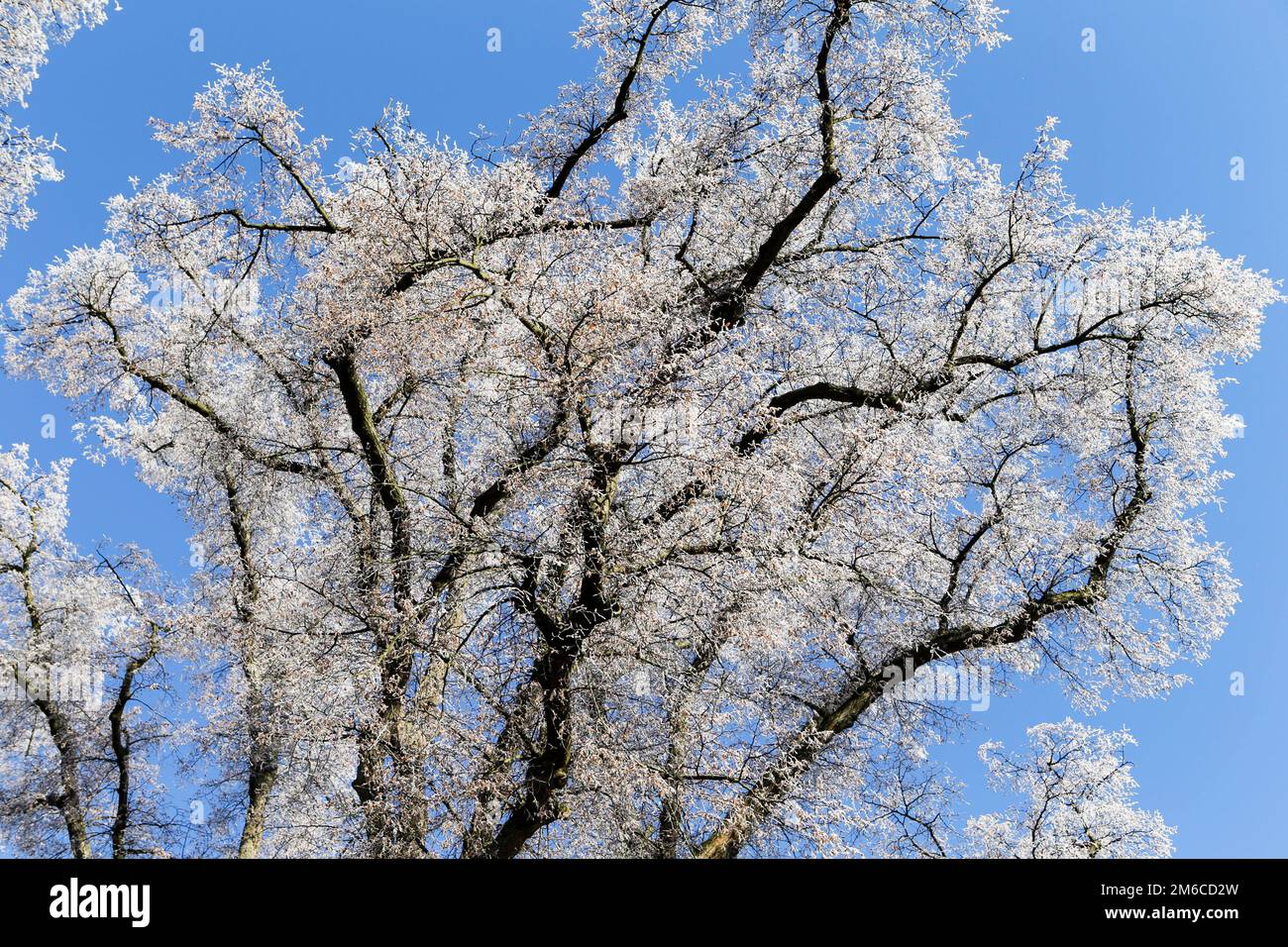 Tree covered with hoarfrost hi-res stock photography and images - Alamy