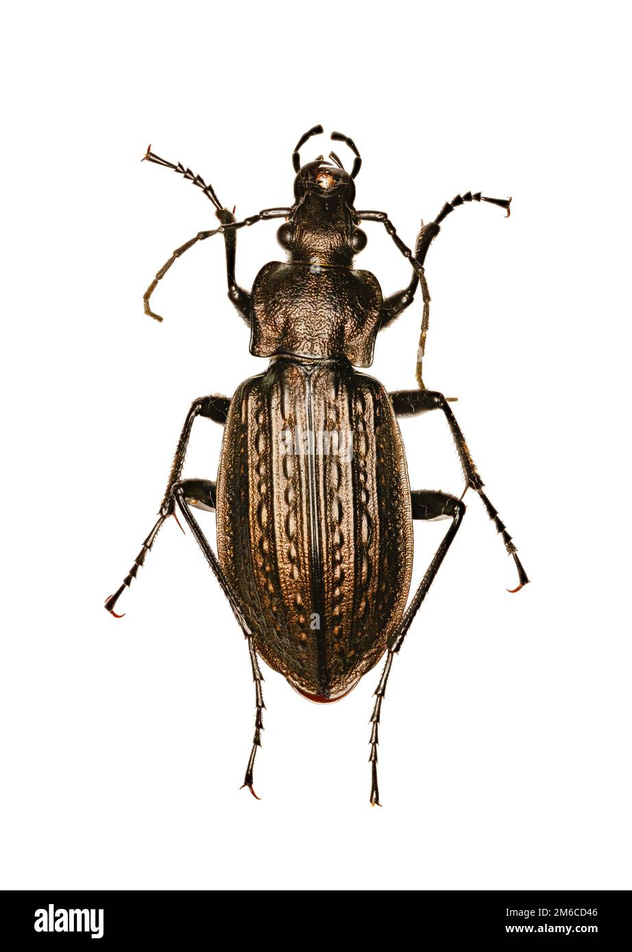 Granulated Ground Beetle on white Background - Carabus granulatus ...