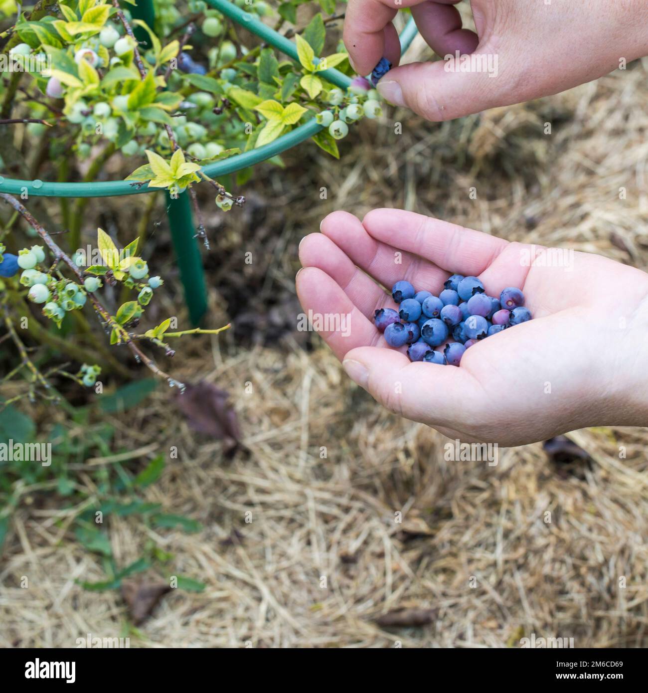 Harvesting blueberry farm in summer hi-res stock photography and images ...