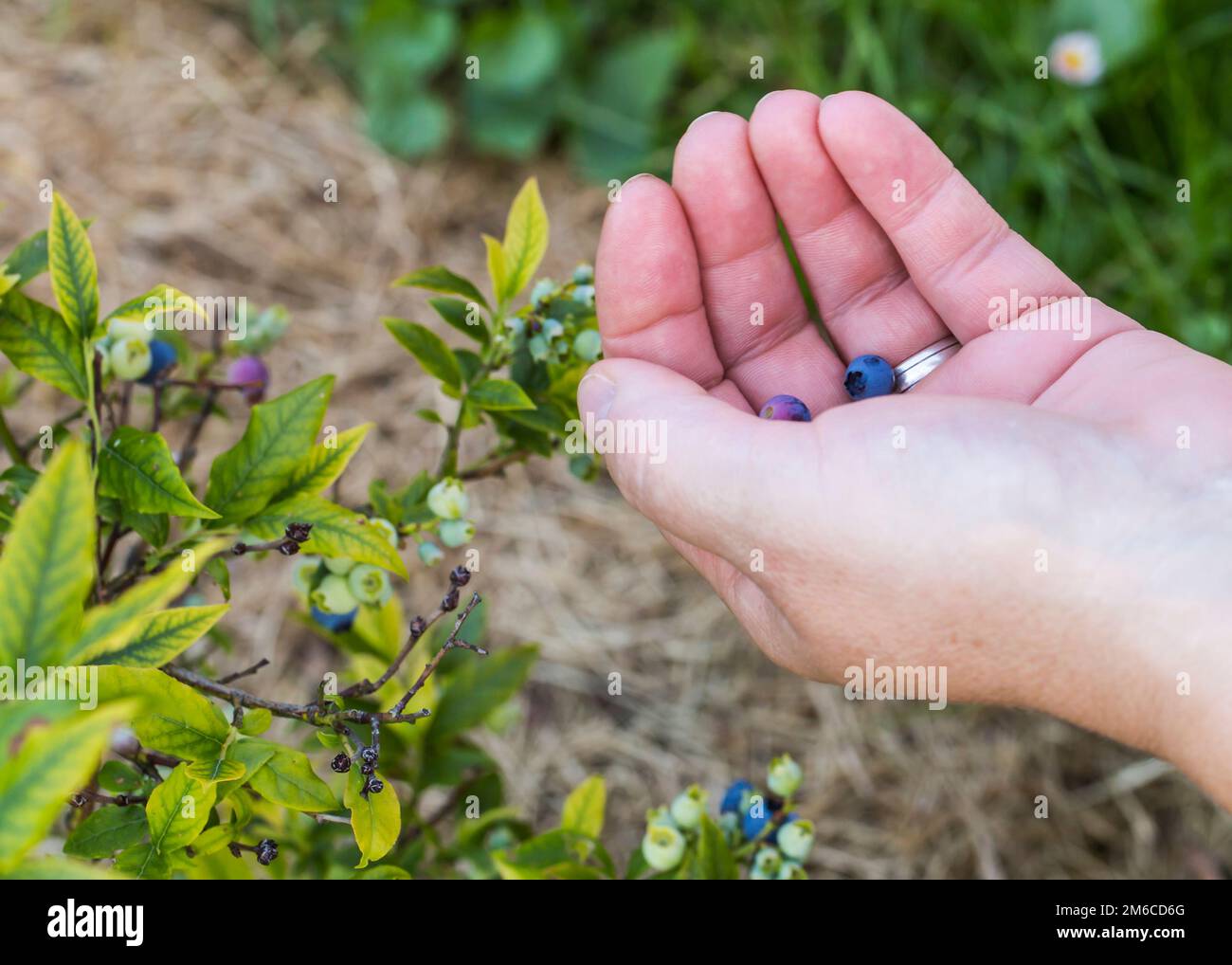 Harvesting blueberry farm in summer hi-res stock photography and images ...