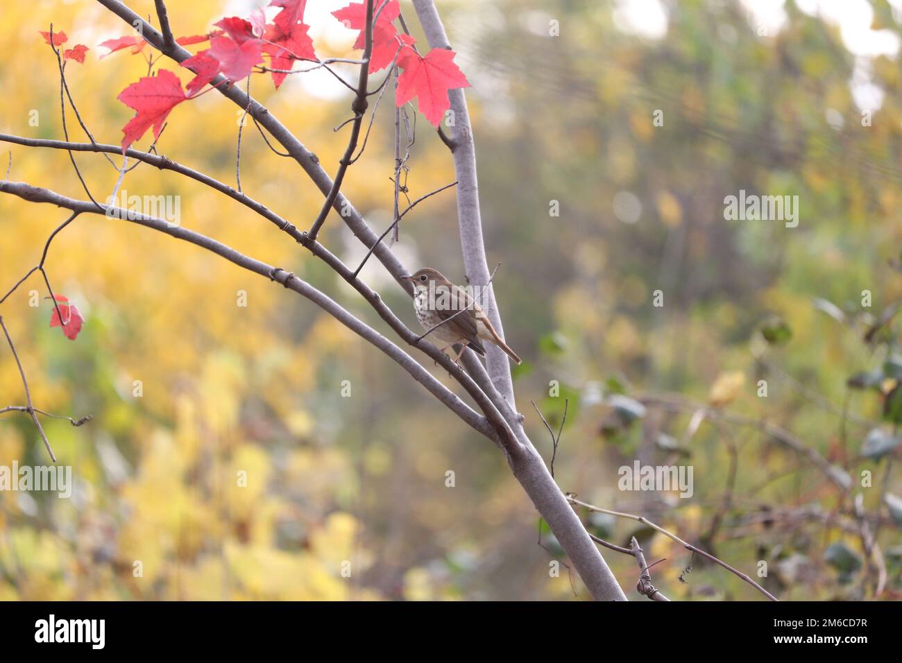 The American hermit thrush bird perching on a tree branch in the park ...