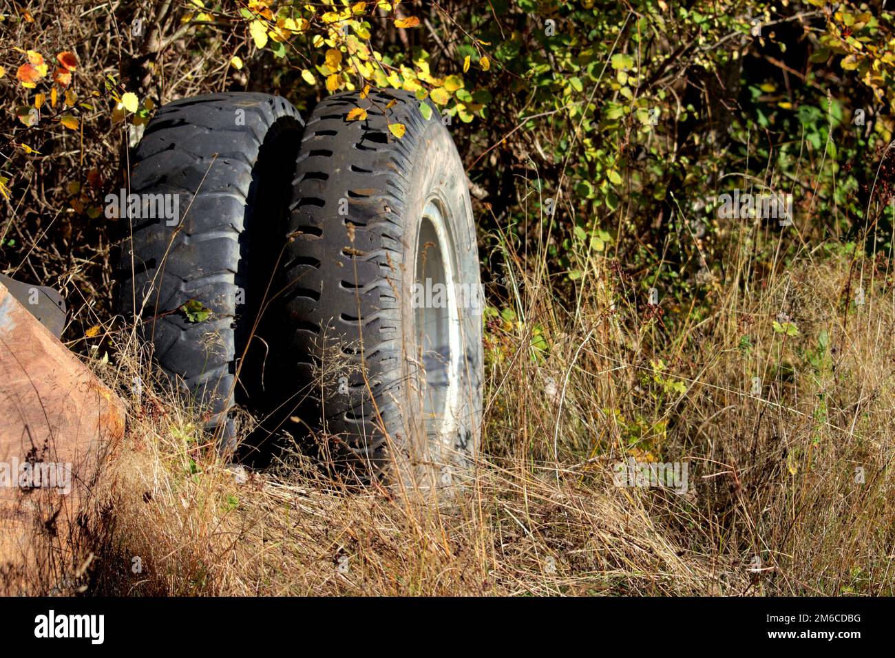Two big vehicle wheels on wild grass with trees in the forest with ...