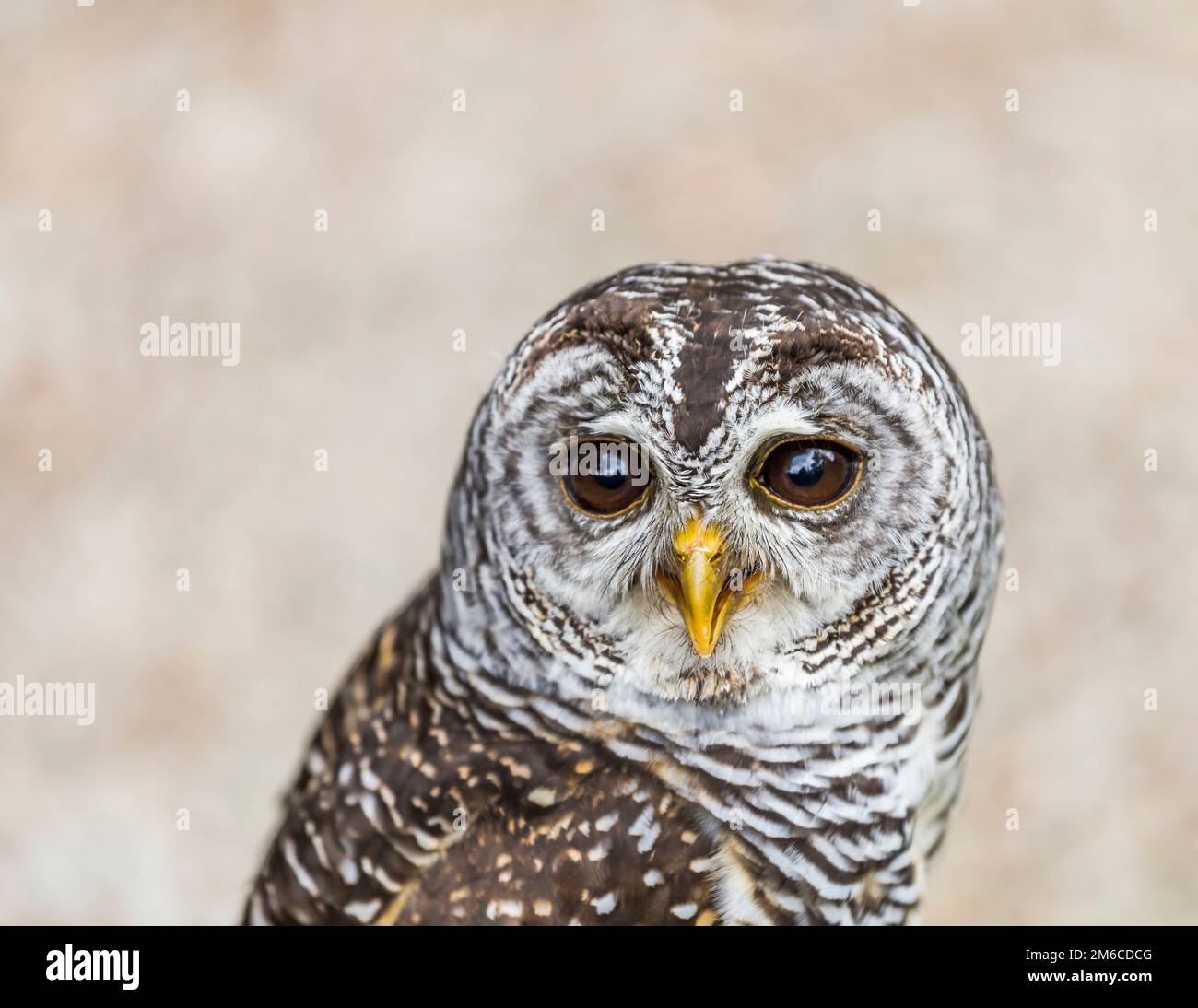 Small owl - portrait Stock Photo - Alamy