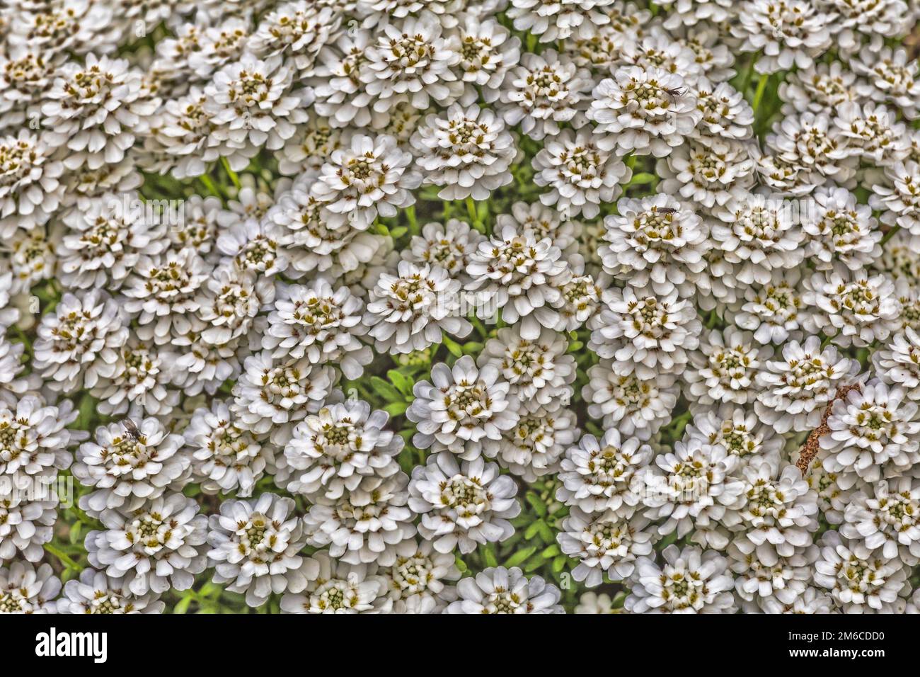 Flowerbed background texture Stock Photo - Alamy