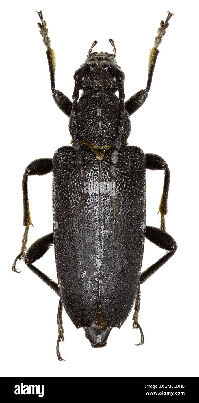 Large Black Longhorn Beetle on white Background - Stictoleptura ...