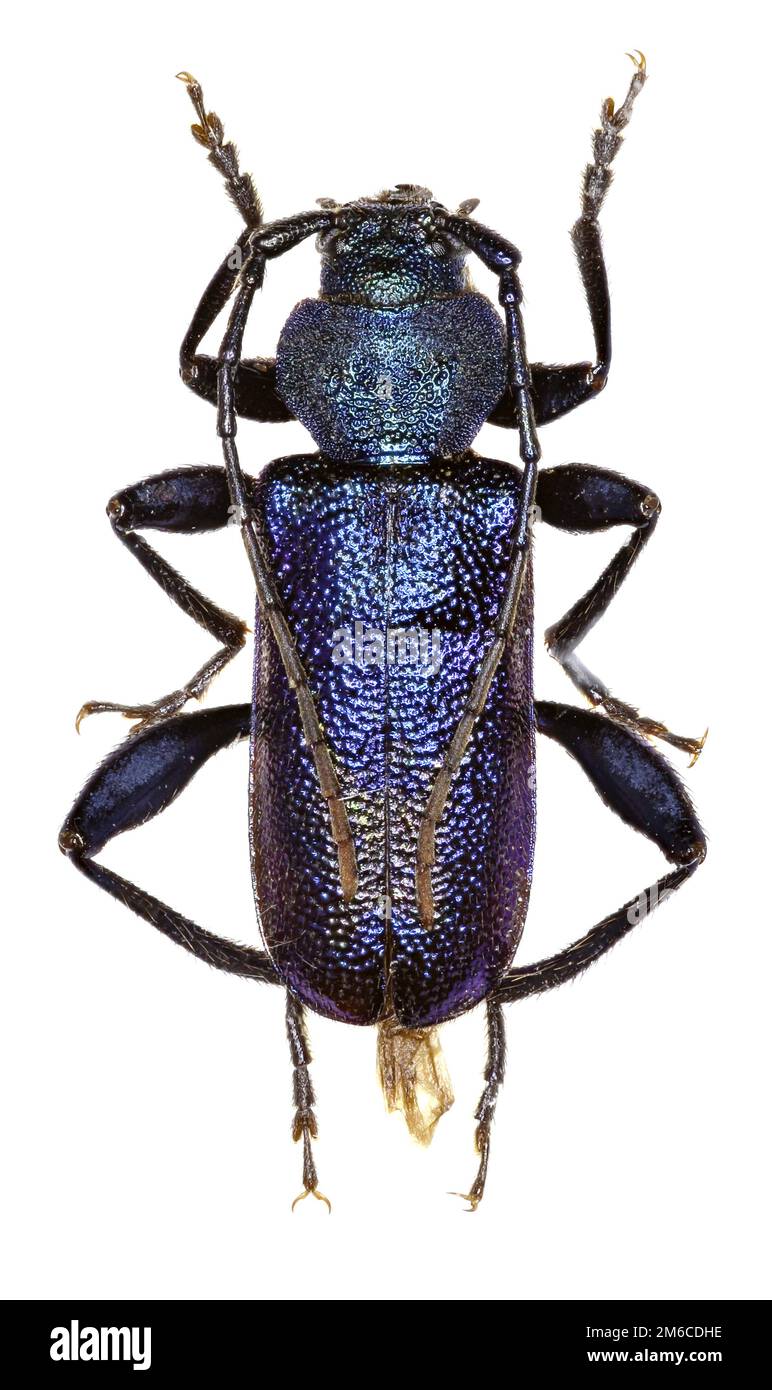 Violet Longhorn Beetle on white Background - Callidium violaceum ...