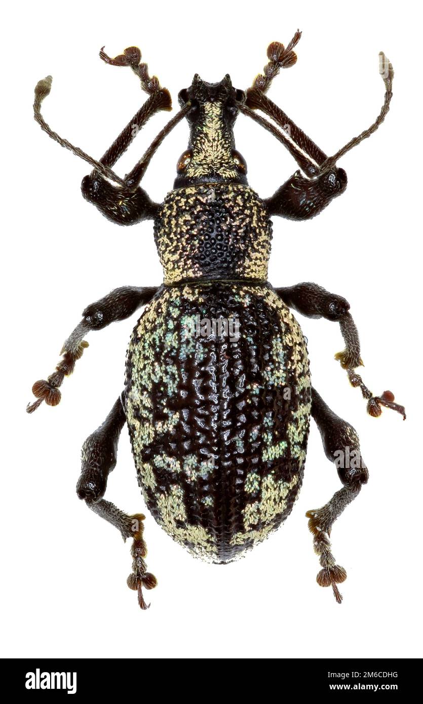 Weevil Otiorhynchus corruptor on white Background - Otiorhynchus ...