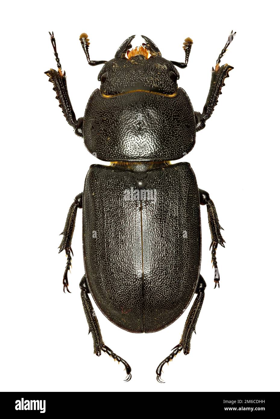 Lesser Stag Beetle on white Background - Dorcus parallelipipedus ...