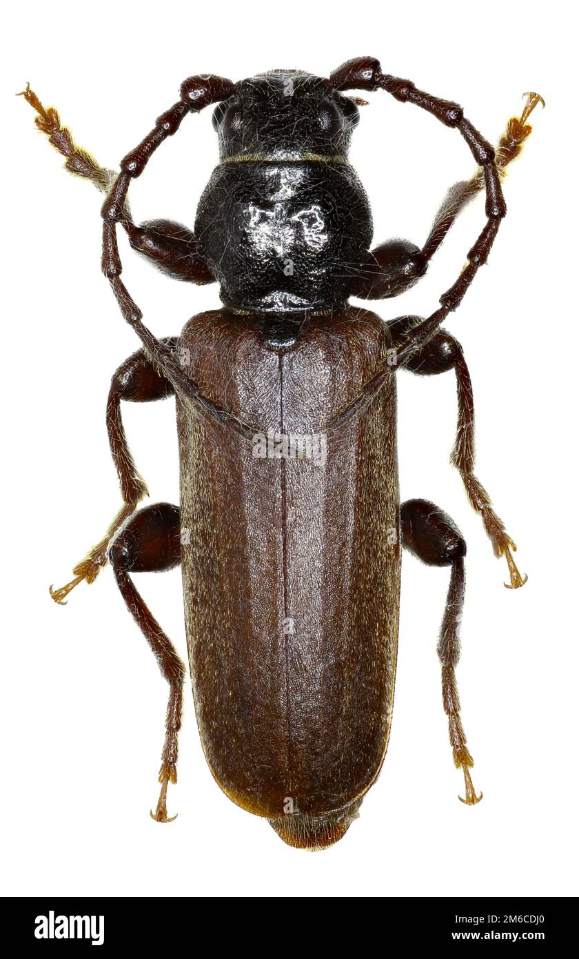 Black Spruce Longhorn Beetle on white Background - Tetropium castaneum ...