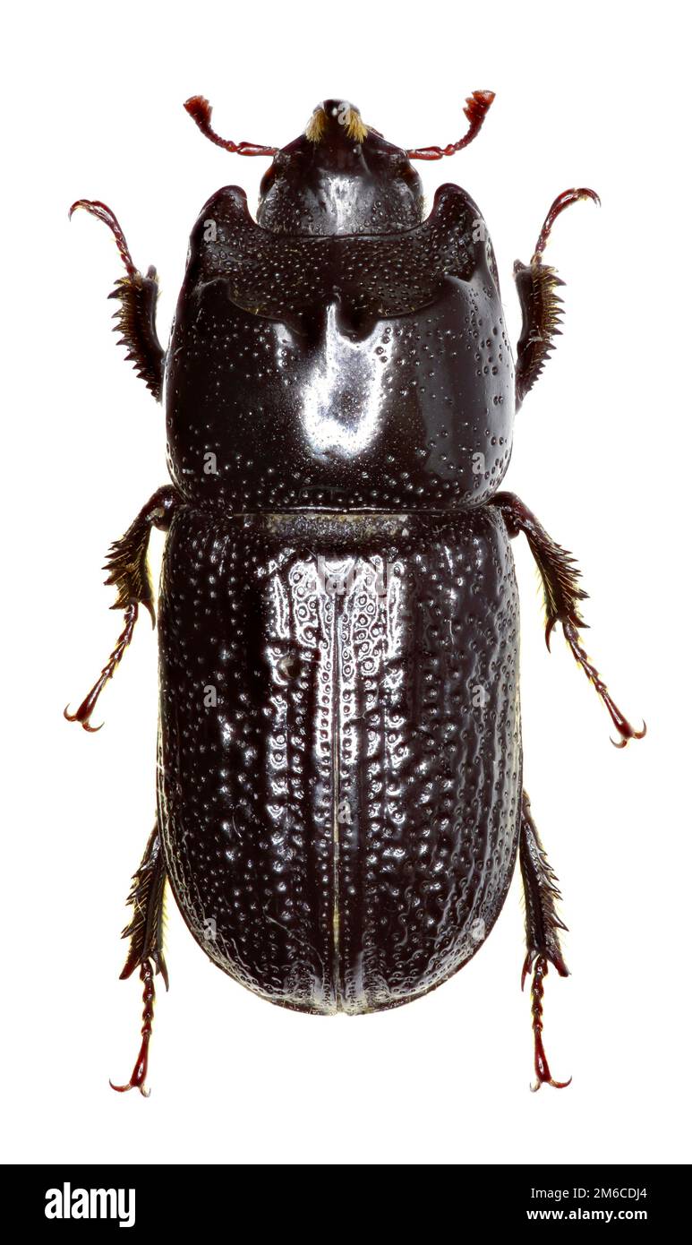 Horned Stag Beetle on white Background - Sinodendron cylindricum ...