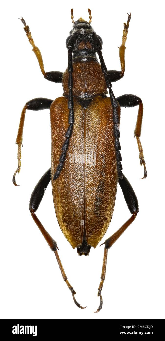 Red Longhorn Beetle on white Background - Stictoleptura rubra (Linnaeus ...