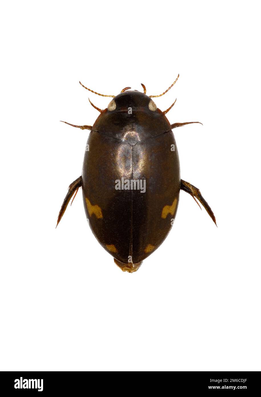 Predaceous Diving Beetle - Agabus (Gaurodytes) didymus (Olivier, 1795 ...