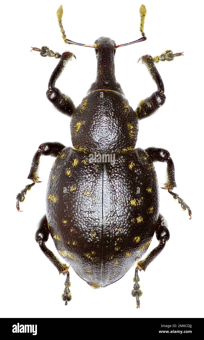 Snout Beetle Liparus on white Background - Liparus germanus (Linnaeus ...