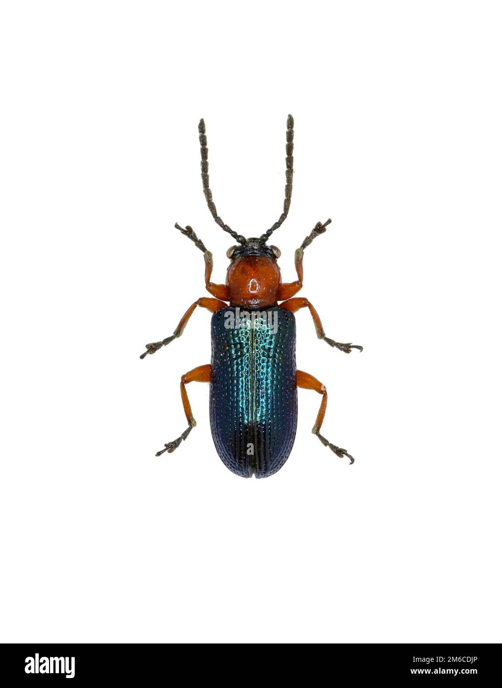 The Cereal Leaf Beetle on white Background - Oulema melanopus (Linnaeus ...