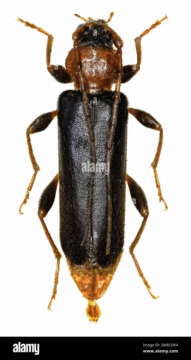Violet Tanbark Beetle on white Background - Phymatodes testaceus ...