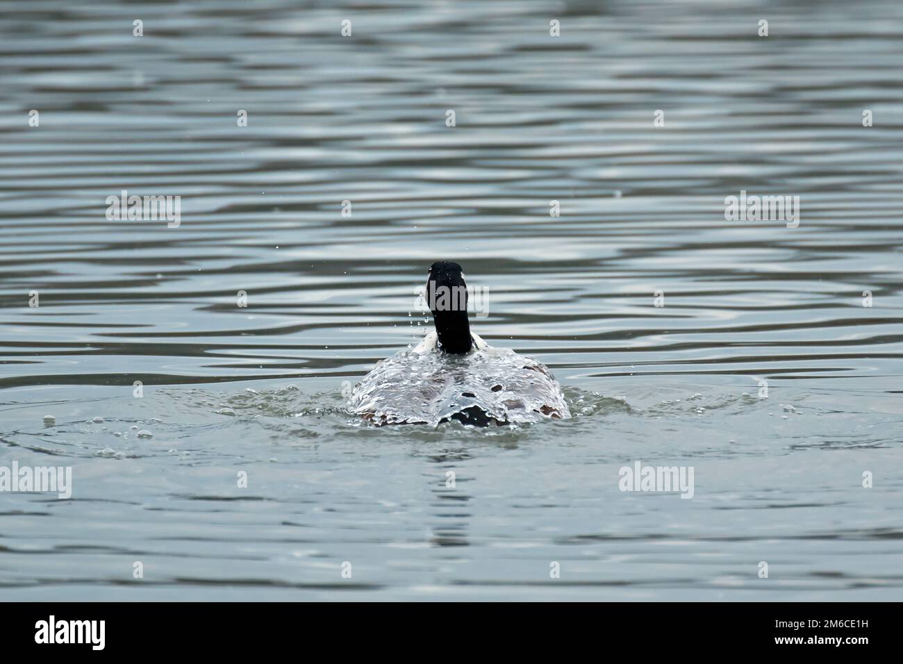 Canada Goose Bathing Water on Back Stock Photo - Alamy