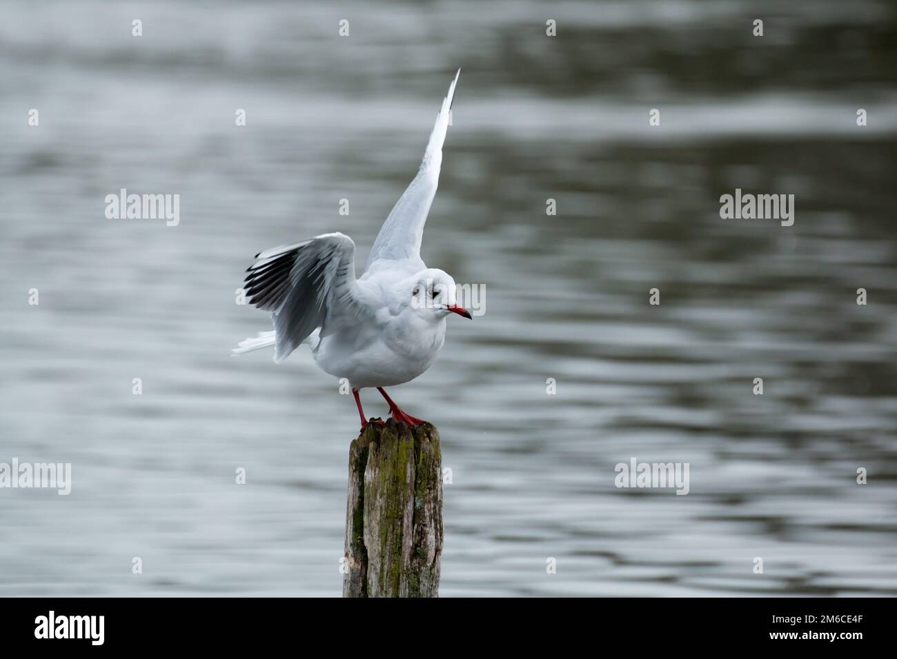 Balancing water hi-res stock photography and images - Alamy