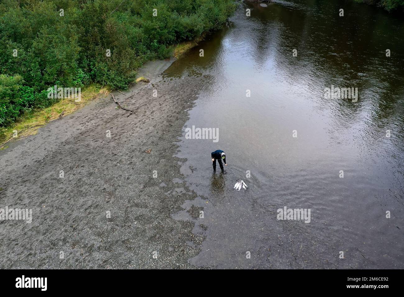 Man wades in river with salmon fish on a line near green forest Stock ...