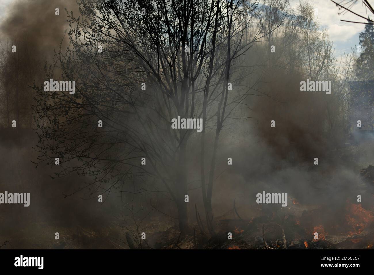 Fire in forest. Smoke and fire in nature. Burning garbage Stock Photo ...