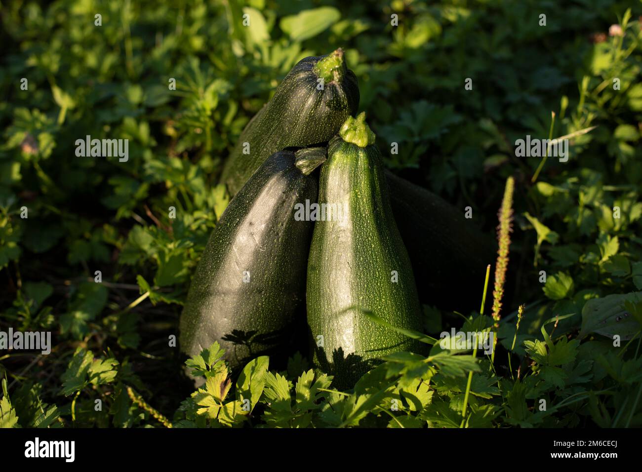 Zucchini in garden. Vegetable harvest. Autumn fruits. Garden details ...