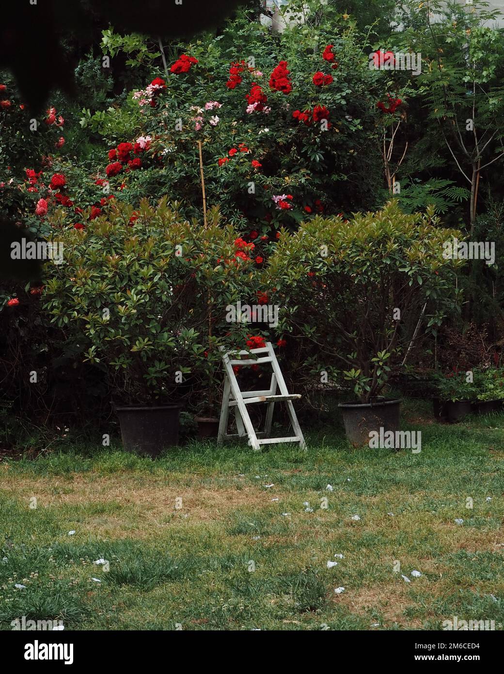 Retreat under the rose bushes Stock Photo - Alamy