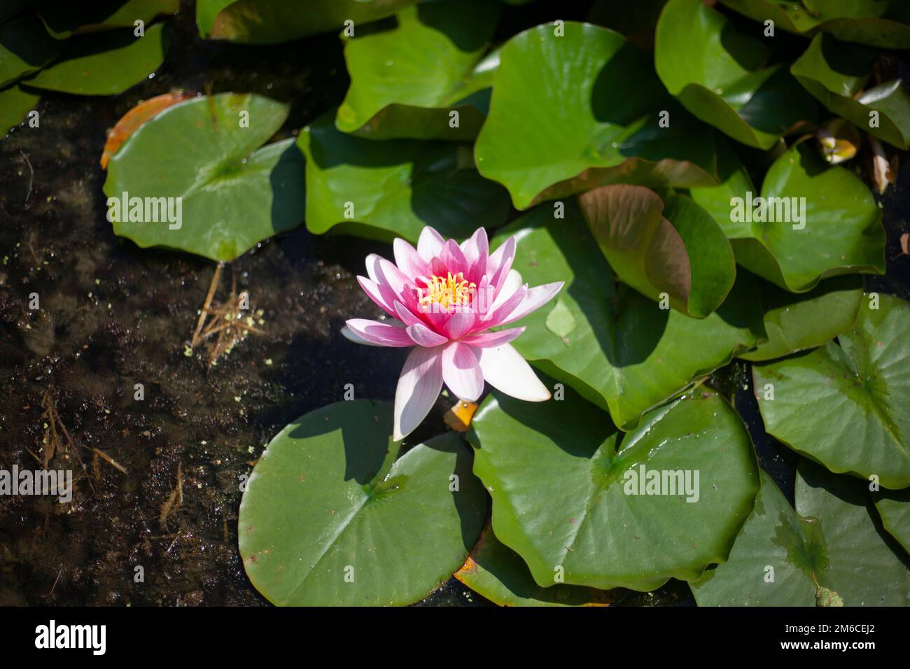 Pink lotus in swamp nature hi-res stock photography and images - Alamy