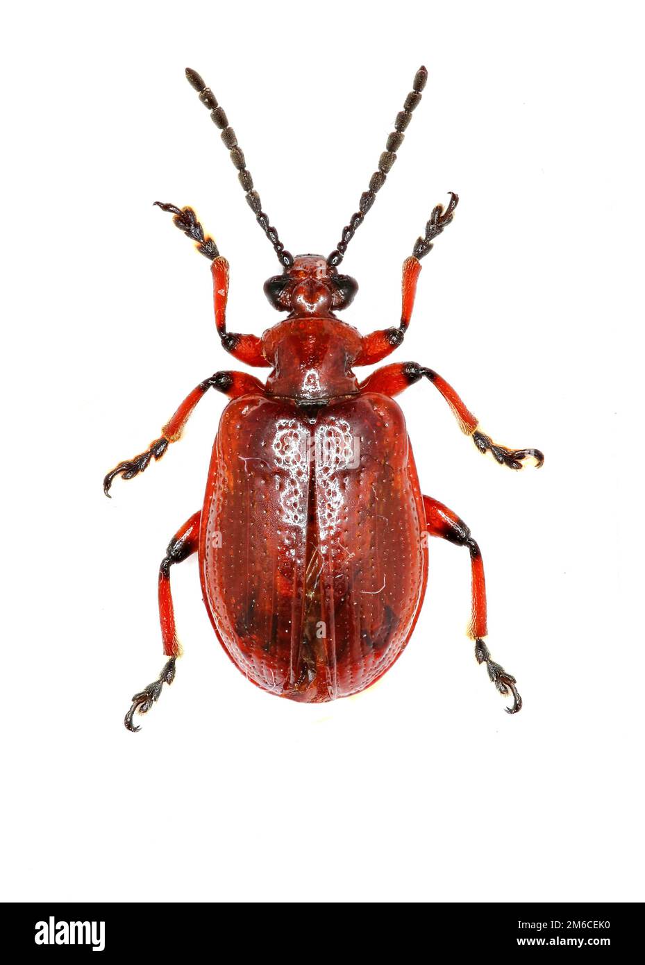 Shining Leaf Beetle on white Background - Lilioceris merdigera ...