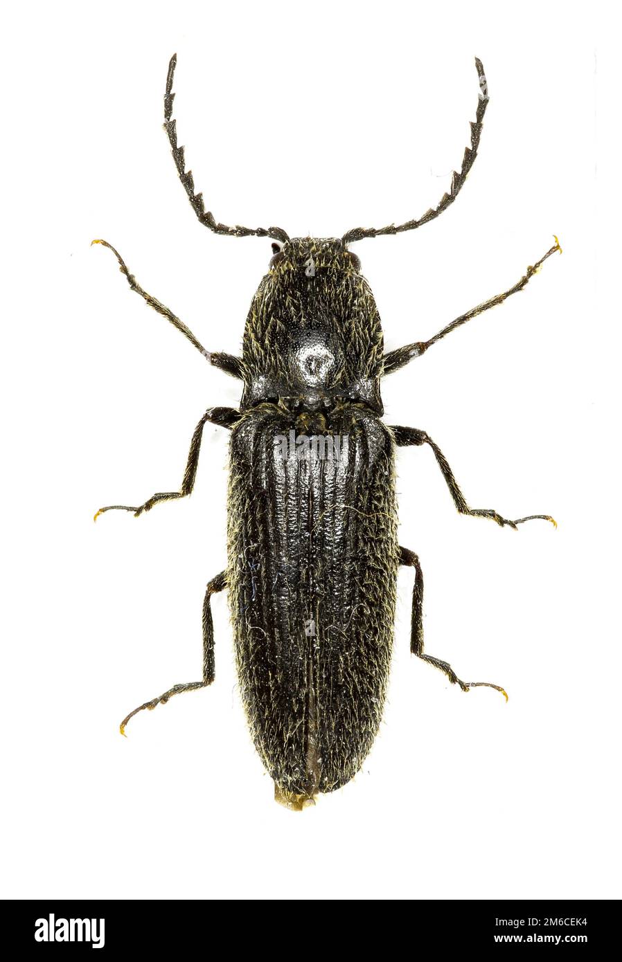 ClickBeetle Hemicrepidius on white Background - Hemicrepidius niger ...