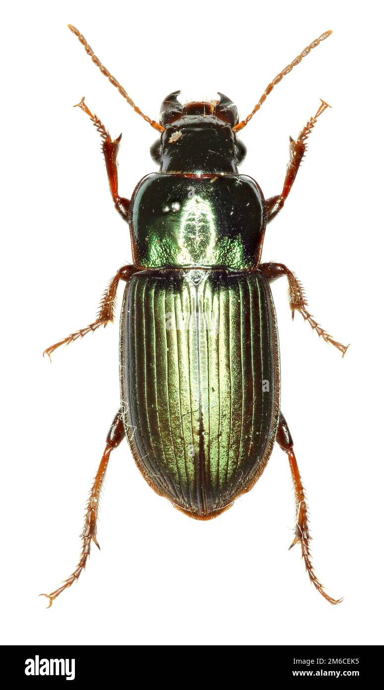 Green Ground Beetle