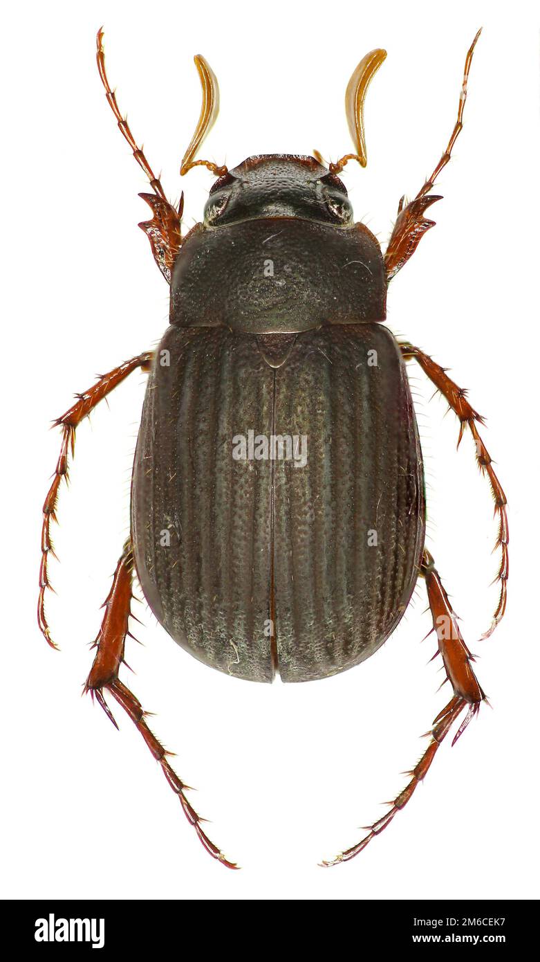 Scarab Beetle Maladera on white Background - Maladera holosericea ...