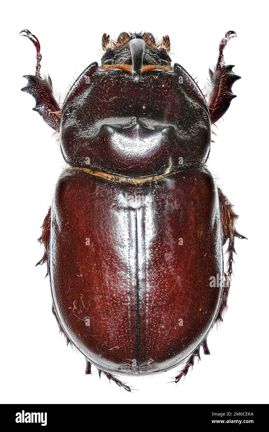 European rhinoceros beetle on white Background - Oryctes nasicornis ...