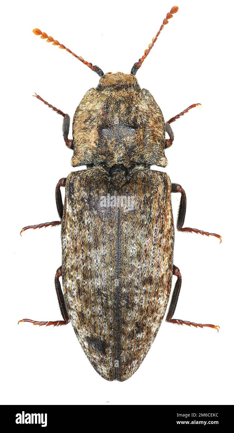 Mousegrey Click Beetle on white Background - Agrypnus murina (Linnaeus ...