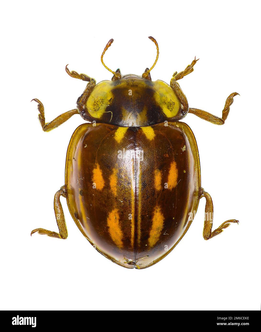 Striped Ladybird on white Background - Myzia oblongoguttata (Linnaeus ...