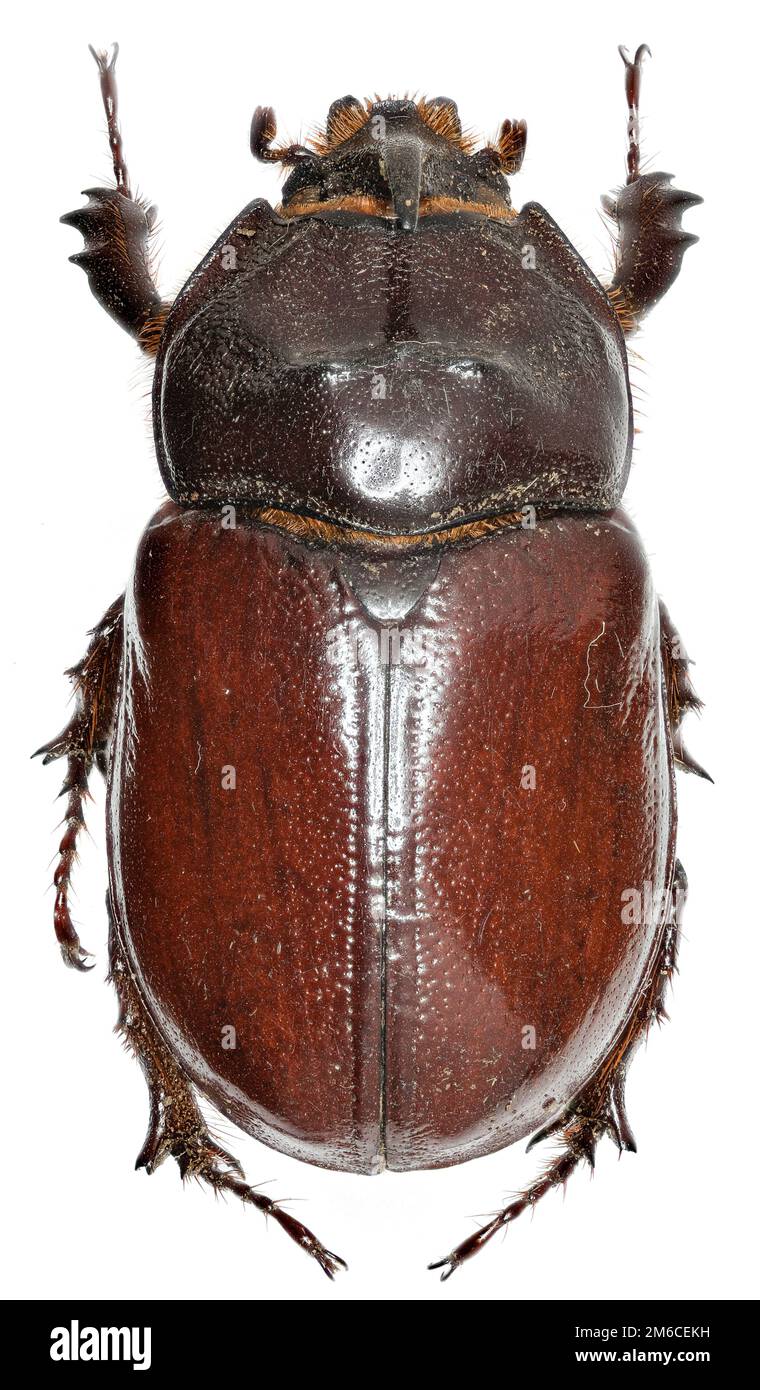 European rhinoceros beetle on white Background - Oryctes nasicornis ...