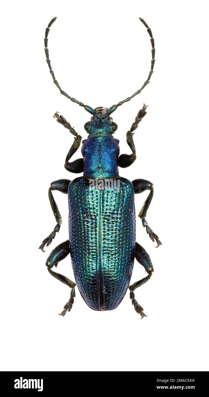 Reed beetle on white Background - Plateumaris sericea (Linnaeus, 1761 ...
