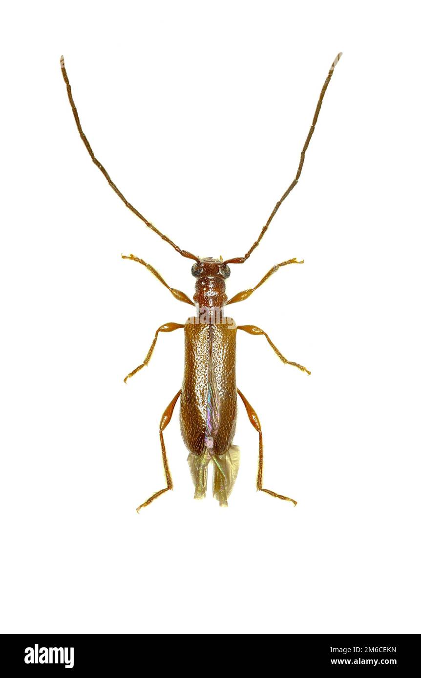 Obrium brunneum (obrium brunneum) hi-res stock photography and images ...