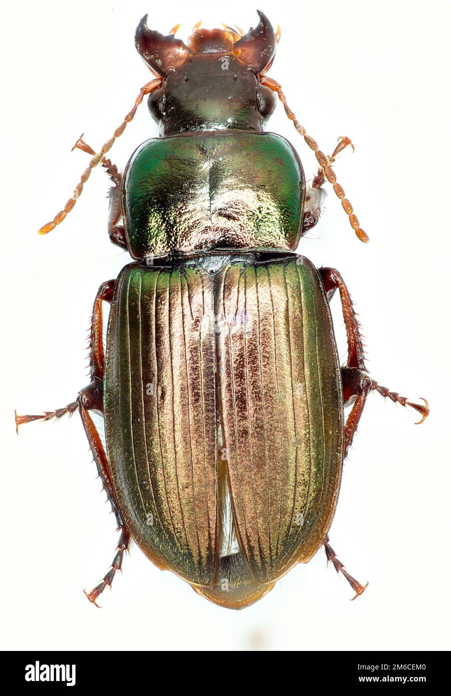 Green Ground Beetle Harpalus on white Background - Harpalus affinis ...