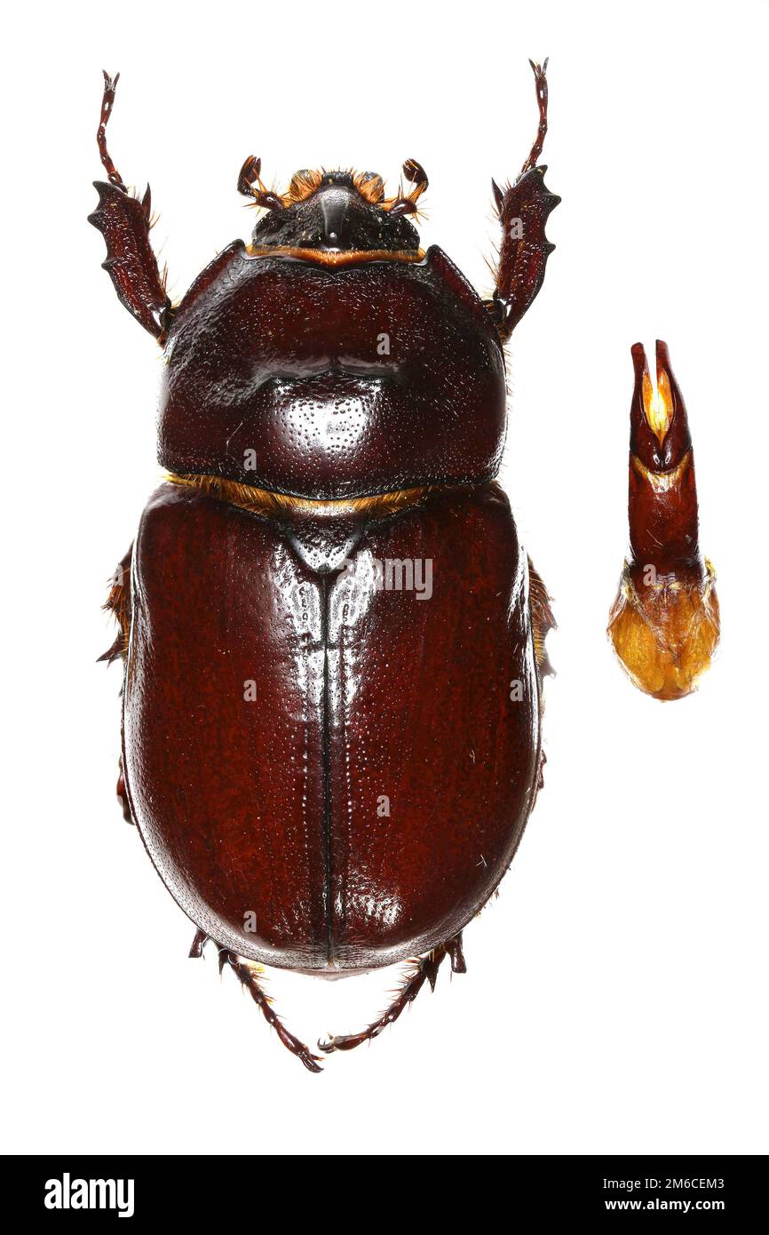 European rhinoceros beetle on white Background - Oryctes nasicornis ...