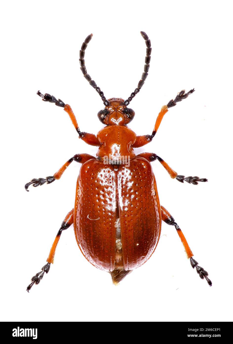 Shining Leaf Beetle on white Background - Lilioceris merdigera ...