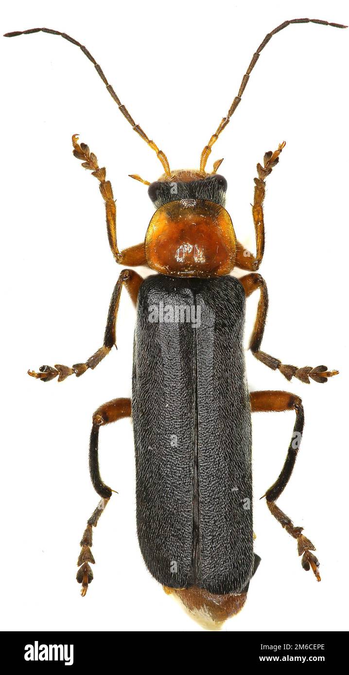 Cantharis pellucida Cut Out Stock Images & Pictures - Alamy