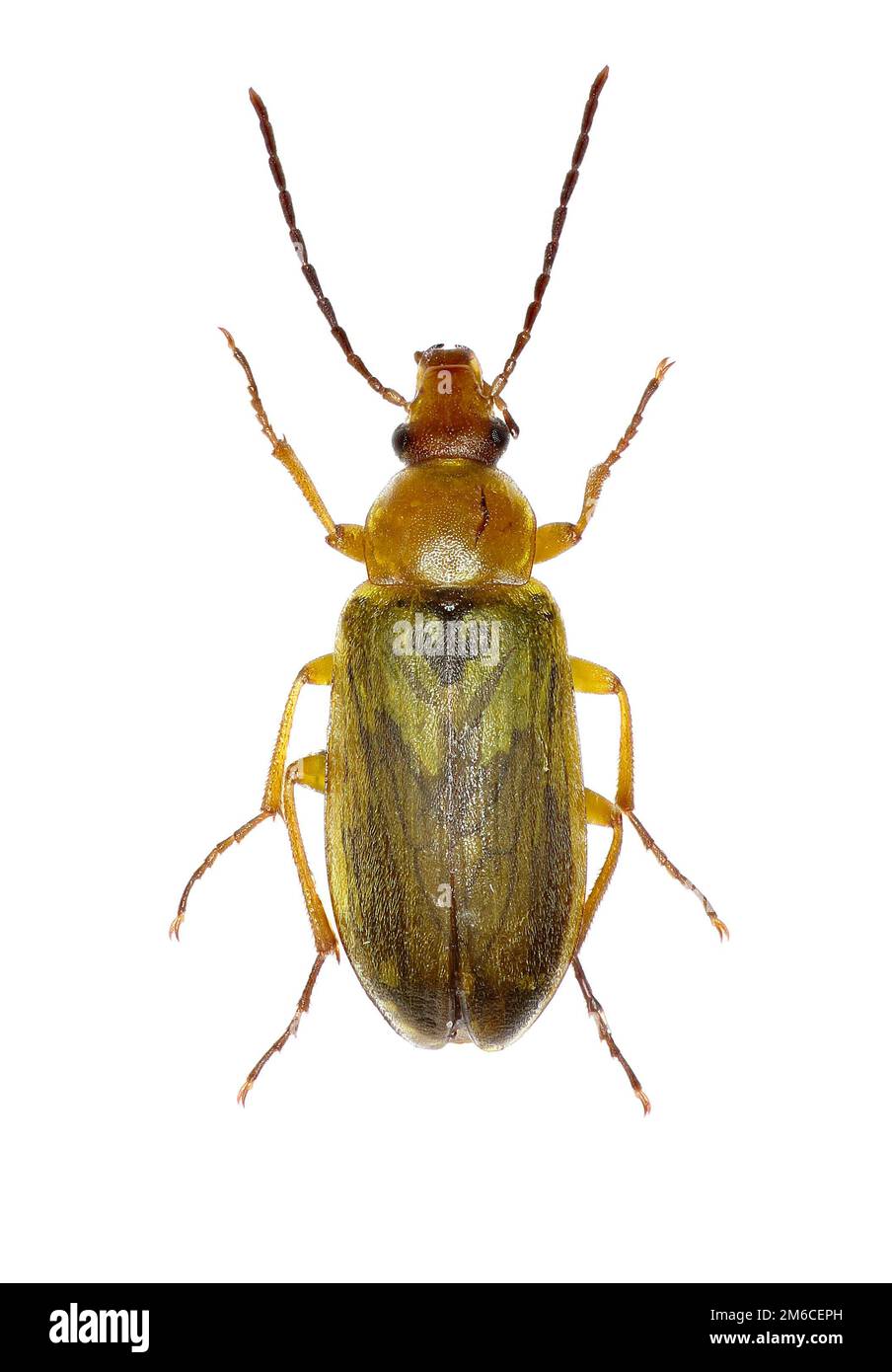 Comb-clawed Beetle on white Background - Cteniopus sulphureus (Linnaeus ...