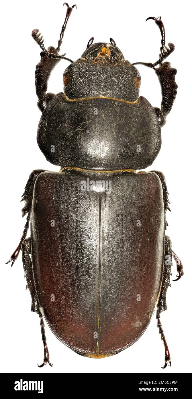 The stag beetle on white Background - Lucanus cervus (Linnaeus, 1758 ...