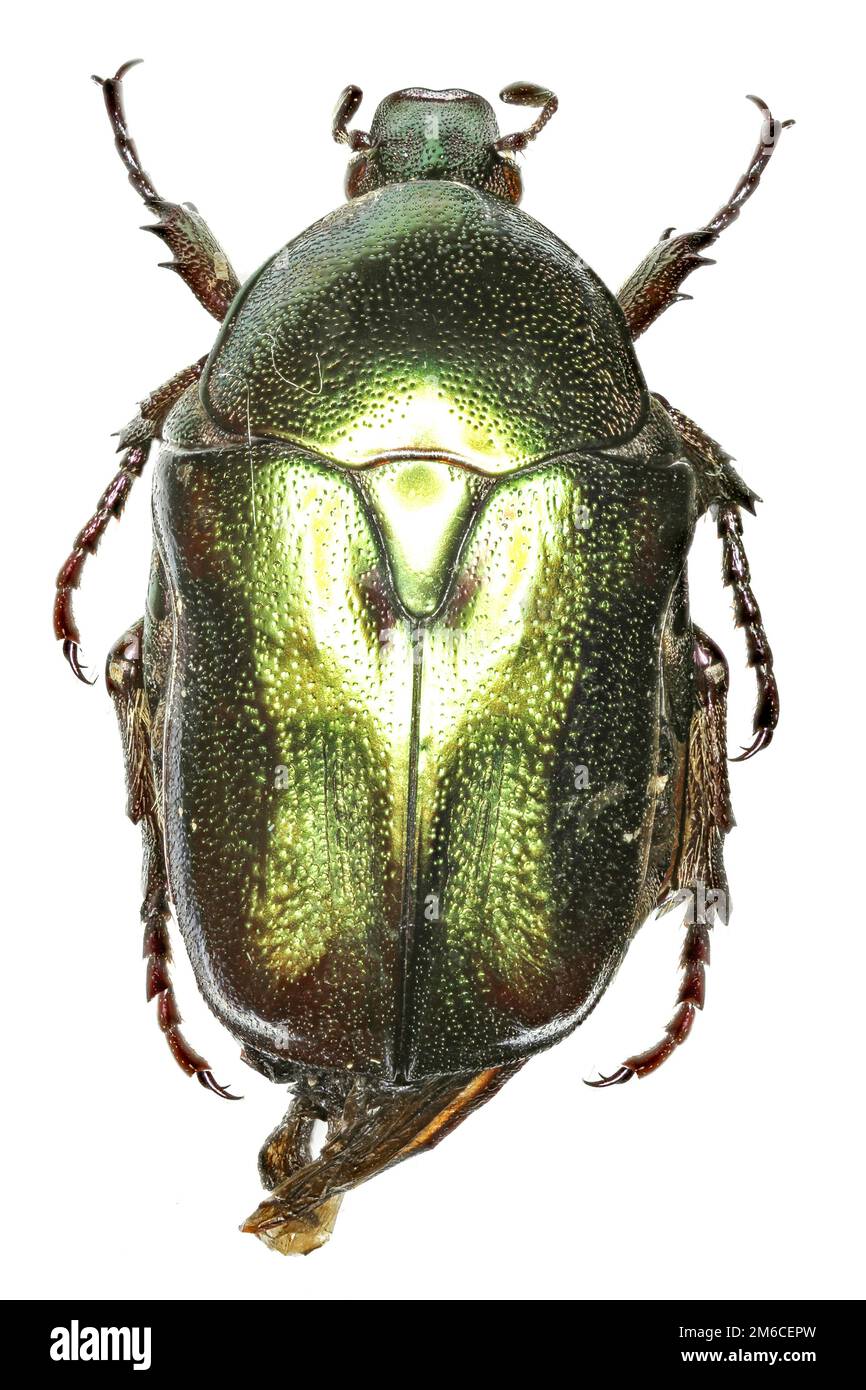 Flower Beetle Protaetia on white Background - Protaetia (Potosia ...