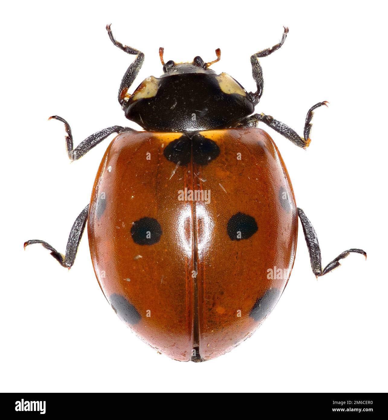 Seven-spot Ladybird on white Background - Coccinella septempunctata ...