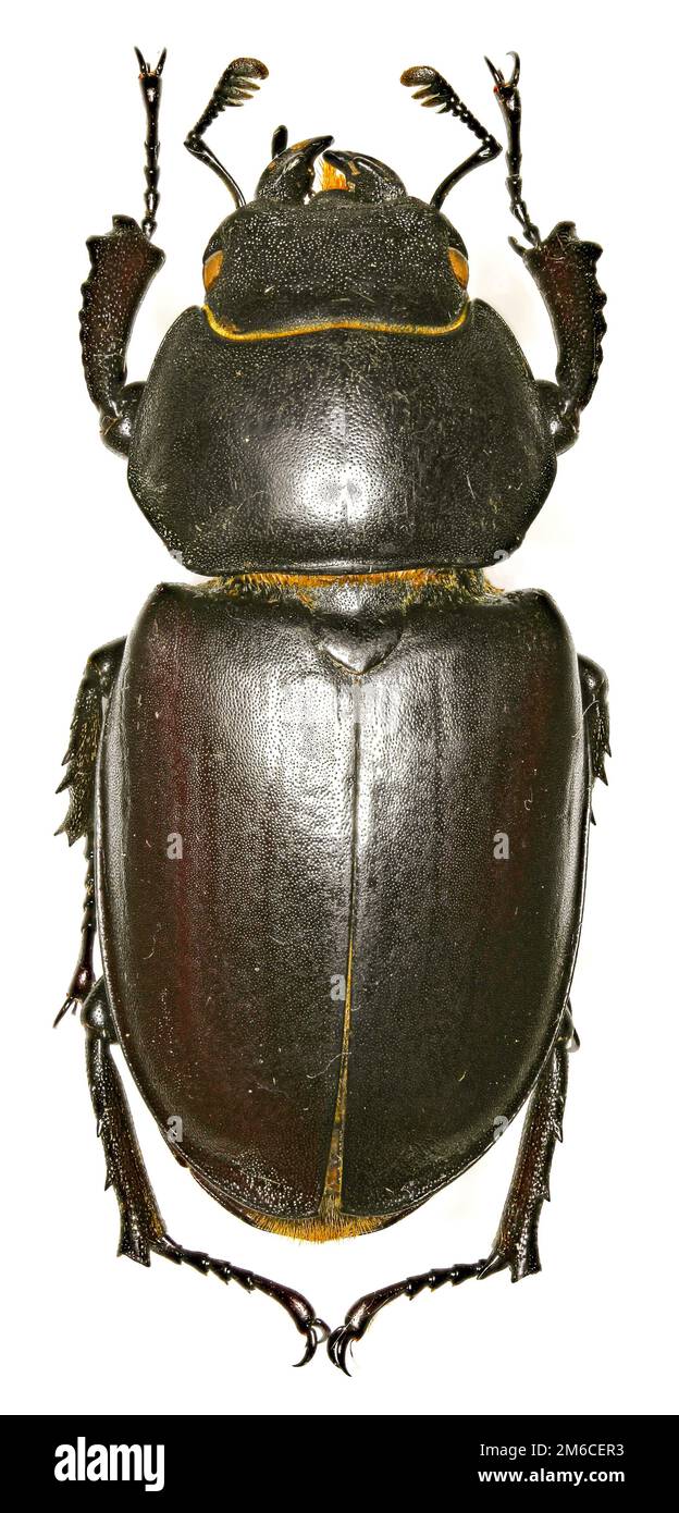 The stag beetle on white Background - Lucanus cervus (Linnaeus, 1758 ...