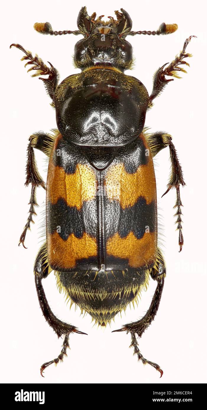 Burying Beetle on white Background - Nicrophorus vespillo (Linnaeus ...