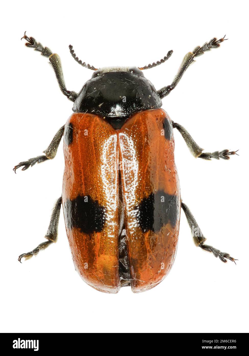 Short-horned Leaf Beetle on white Background - Clytra laeviuscula (Ratz ...