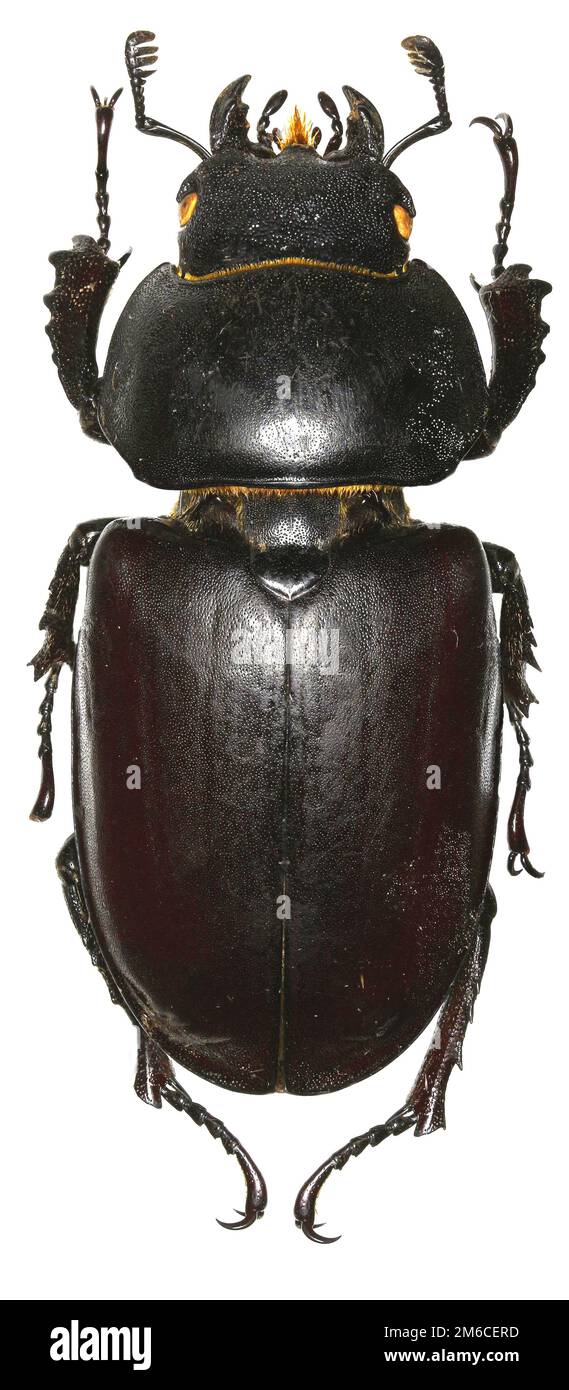 The stag beetle on white Background - Lucanus cervus (Linnaeus, 1758 ...